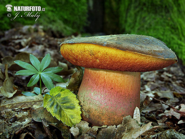 hřib kovář | Naturfoto.cz