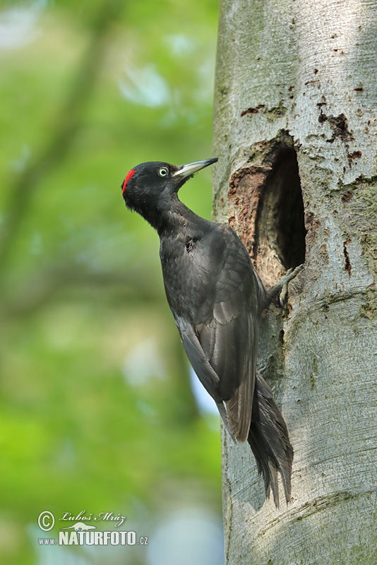 Datel černý | Naturfoto.cz