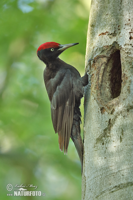 Datel černý | Naturfoto.cz