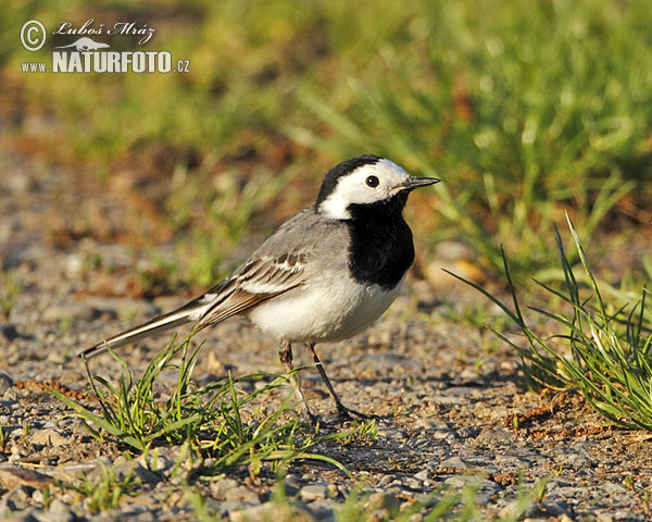 Konipas bílý | Naturfoto.cz