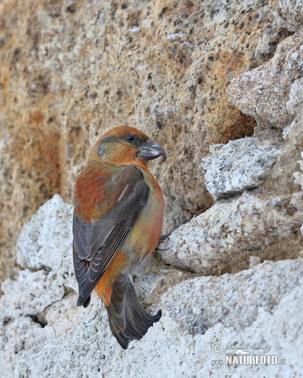Krivonos smrekový | Naturfoto