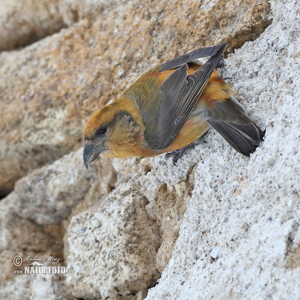Krivonos smrekový | Naturfoto