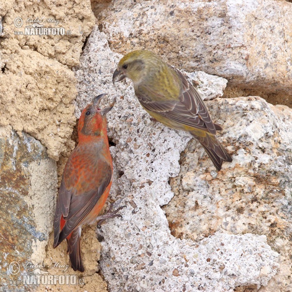 Krivonos smrekový | Naturfoto