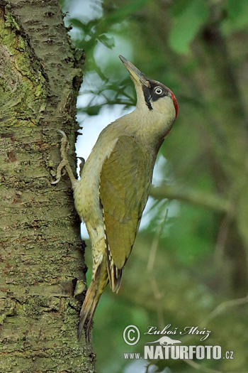 Žlna zelená | Naturfoto