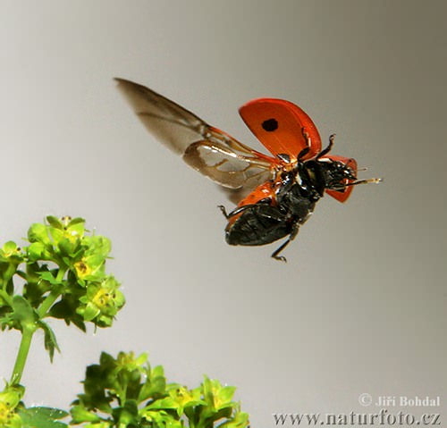 Lienka sedembodková | Naturfoto