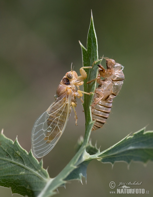 Líhnutí cikády | Naturfoto.cz