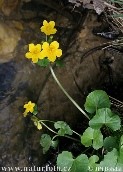 Záružlie močiarne | Naturfoto