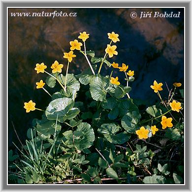 Záružlie močiarne | Naturfoto