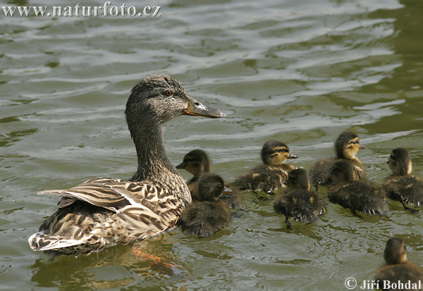 Kačica divá | Naturfoto