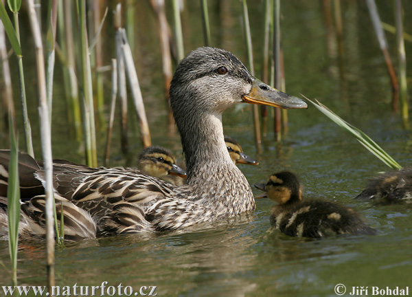 Kačica divá | Naturfoto