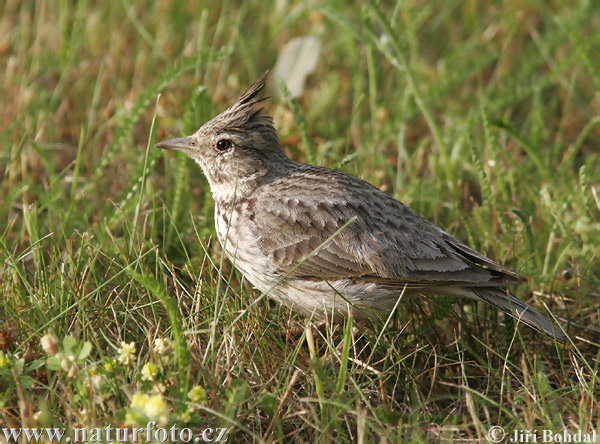 Pipíška chochlatá | Naturfoto