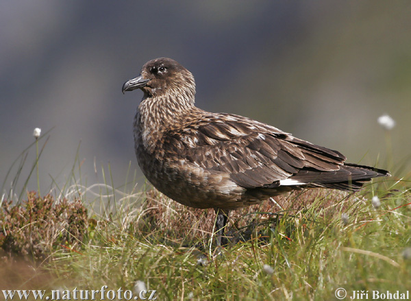 Pomorník skua | Naturfoto