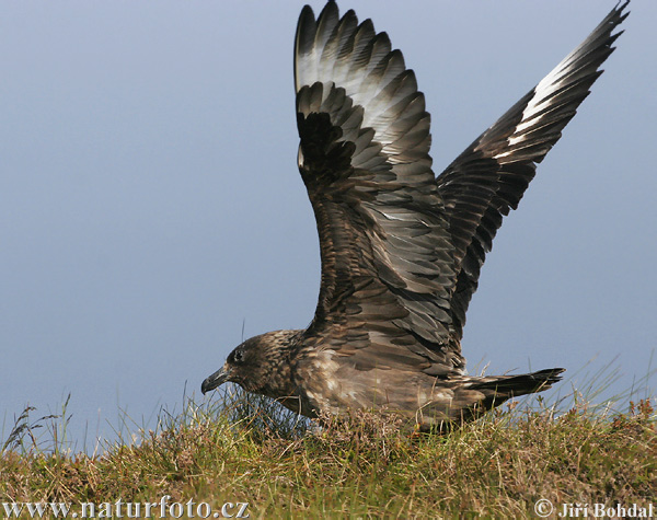 Pomorník skua | Naturfoto