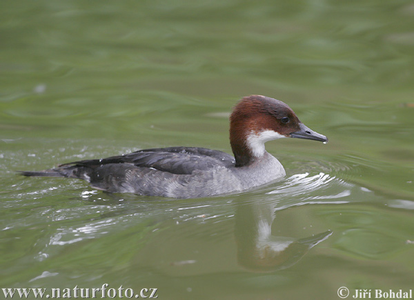 Potápač biely | Naturfoto