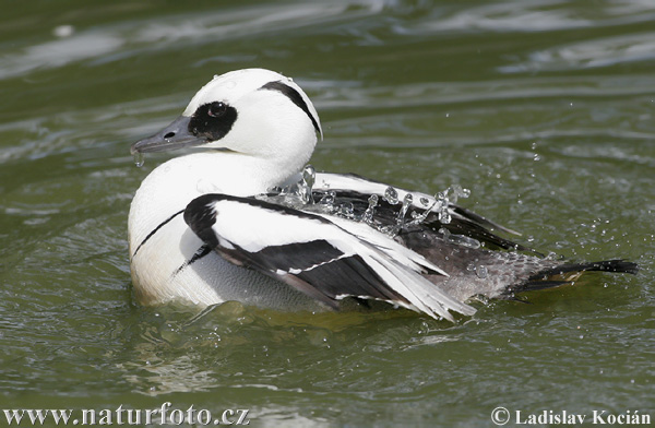 Potápač biely | Naturfoto