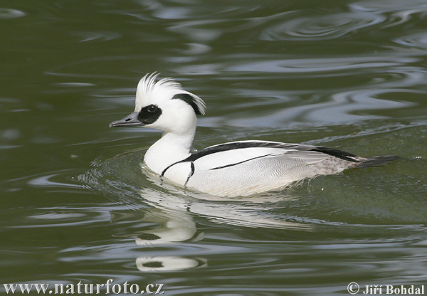 Potápač biely | Naturfoto