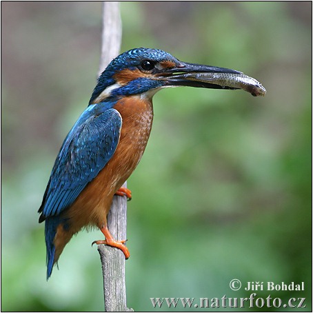 Rybárik riečny | Naturfoto