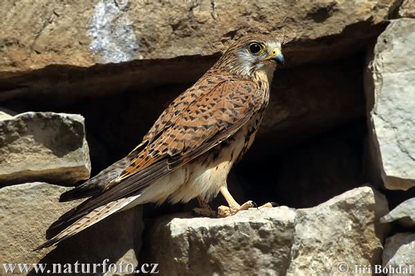 Sokol myšiar | Naturfoto