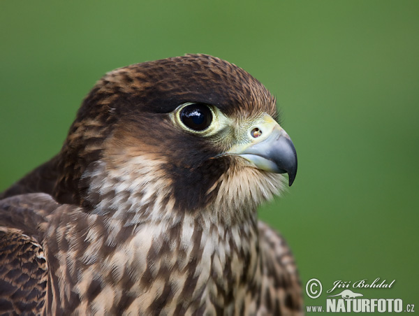 Sokol sťahovavý | Naturfoto