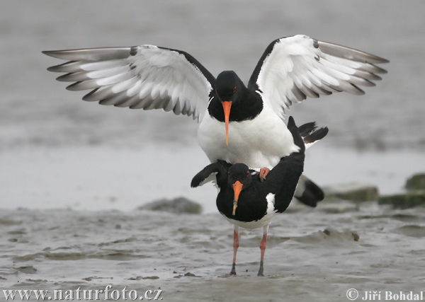 Ústřičník velký | Naturfoto.cz