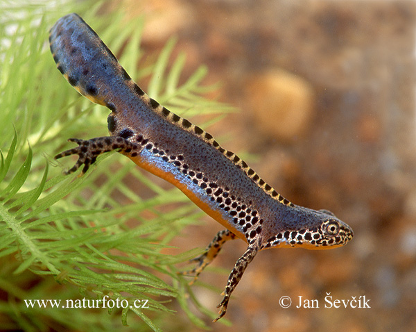 Čolek horský | Naturfoto.cz