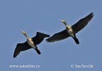 Kormorán veľký | Naturfoto
