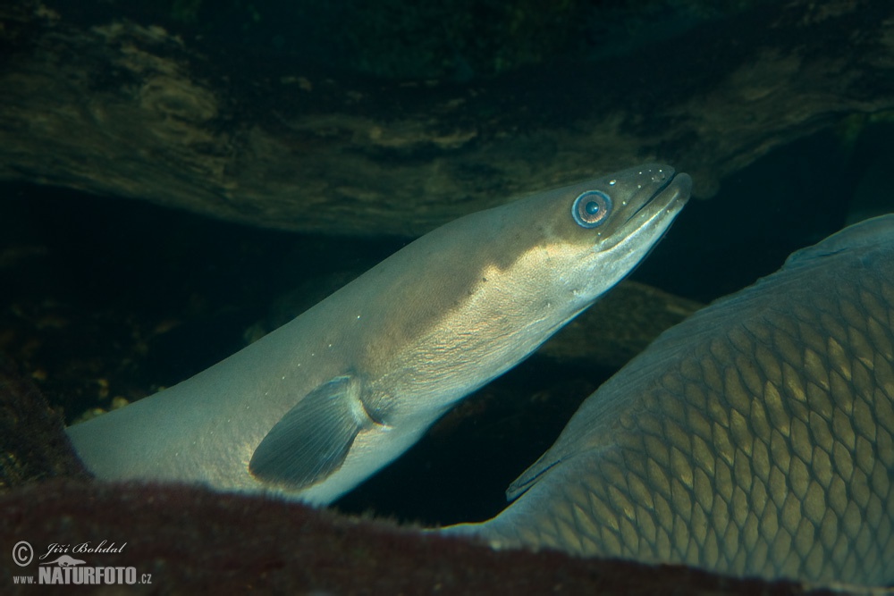 Europäischer Aal Bilder, Europäischer Aal Fotos | NaturFoto