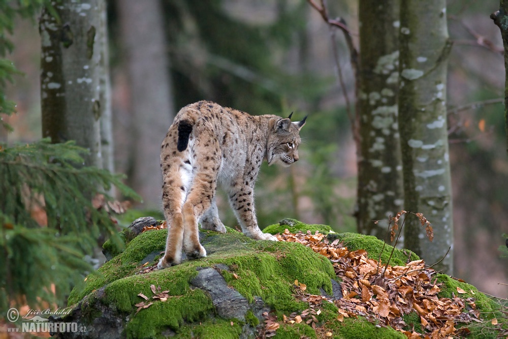 Luchs Bilder, Luchs Fotos | NaturFoto