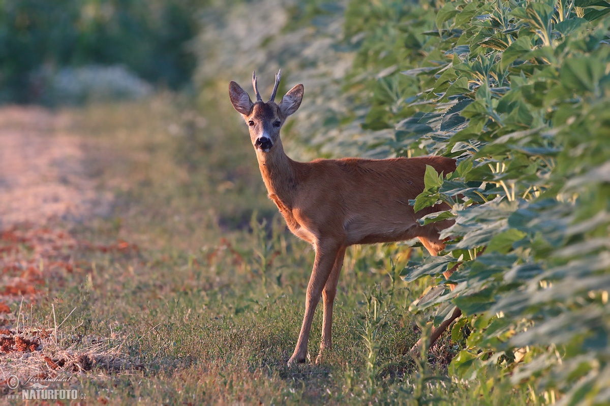 Reh Bilder, Reh Fotos | NaturFoto