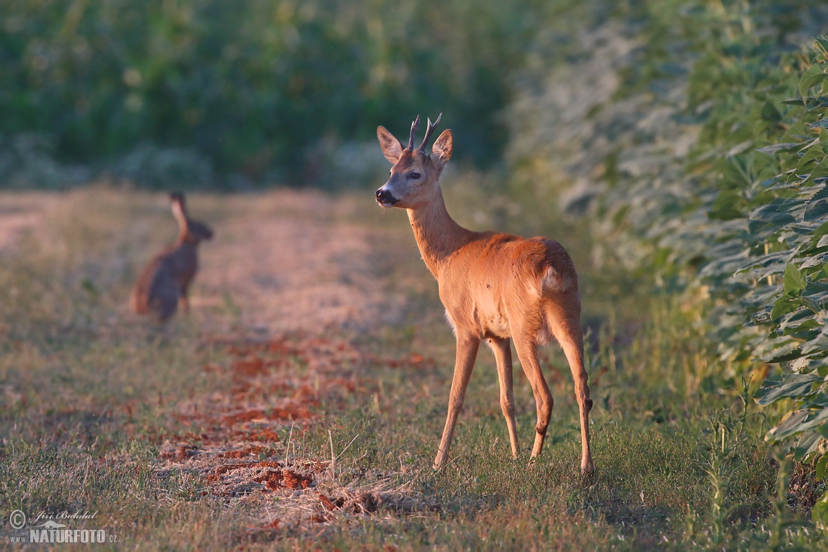 Reh Bilder, Reh Fotos | NaturFoto