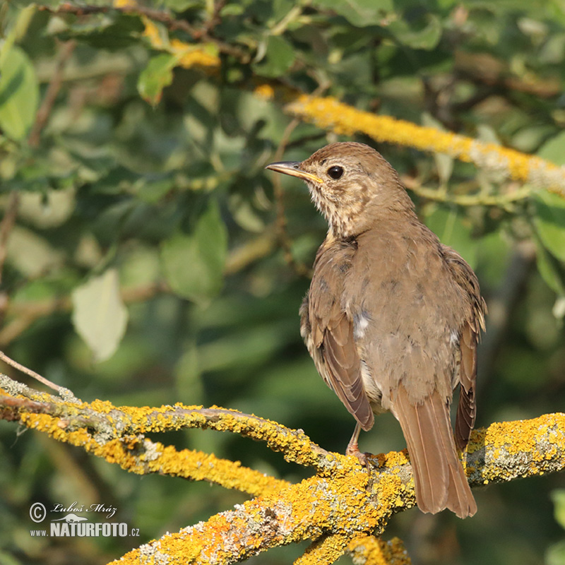 Drozd zpěvný | Naturfoto.cz