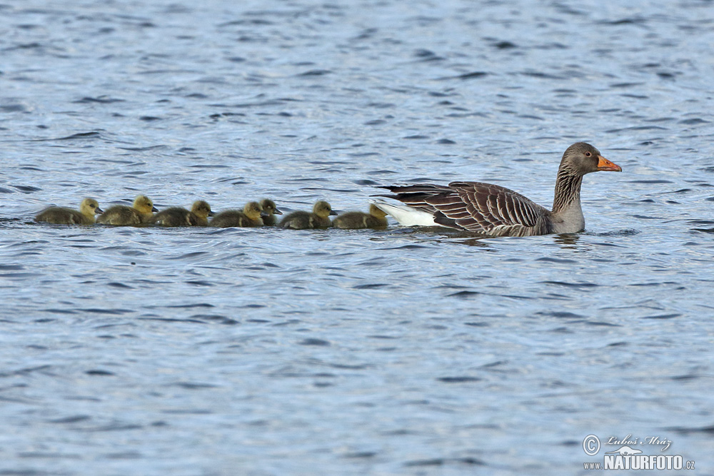 Husa velká | Naturfoto.cz