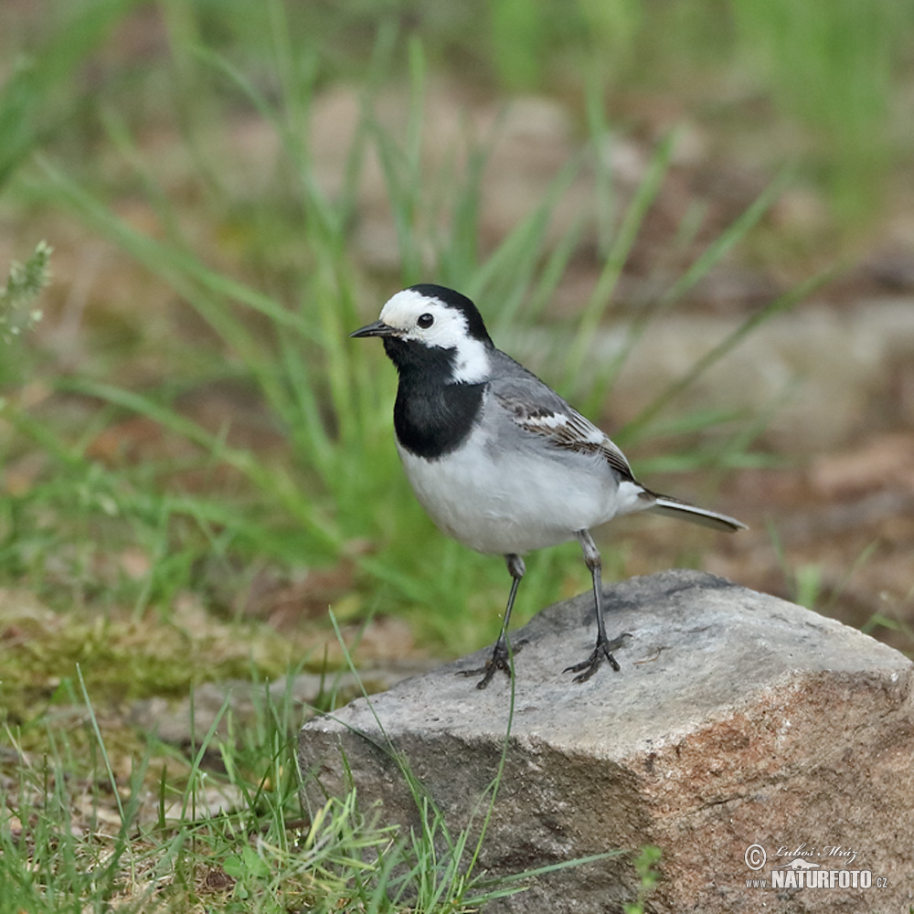 Konipas bílý | Naturfoto.cz