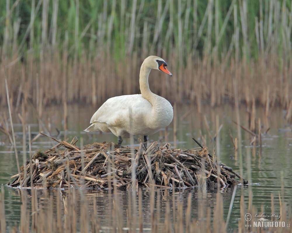 Labuť velká | Naturfoto.cz