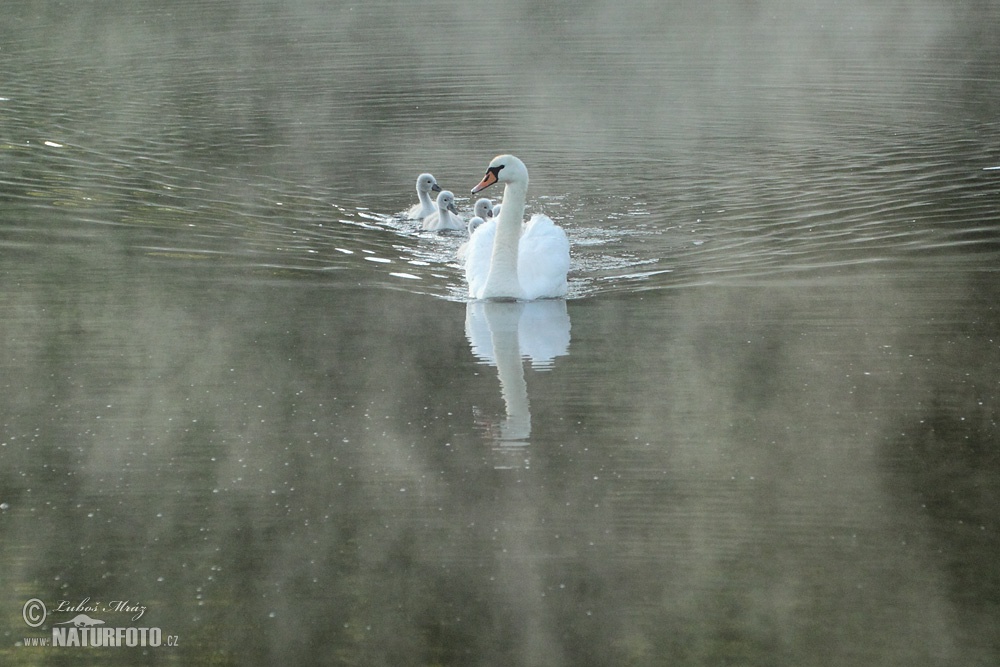 Labuť velká | Naturfoto.cz