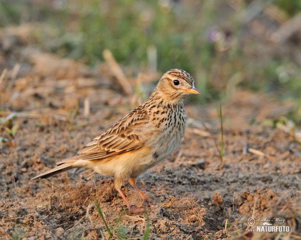 Skřivan polní | Naturfoto.cz