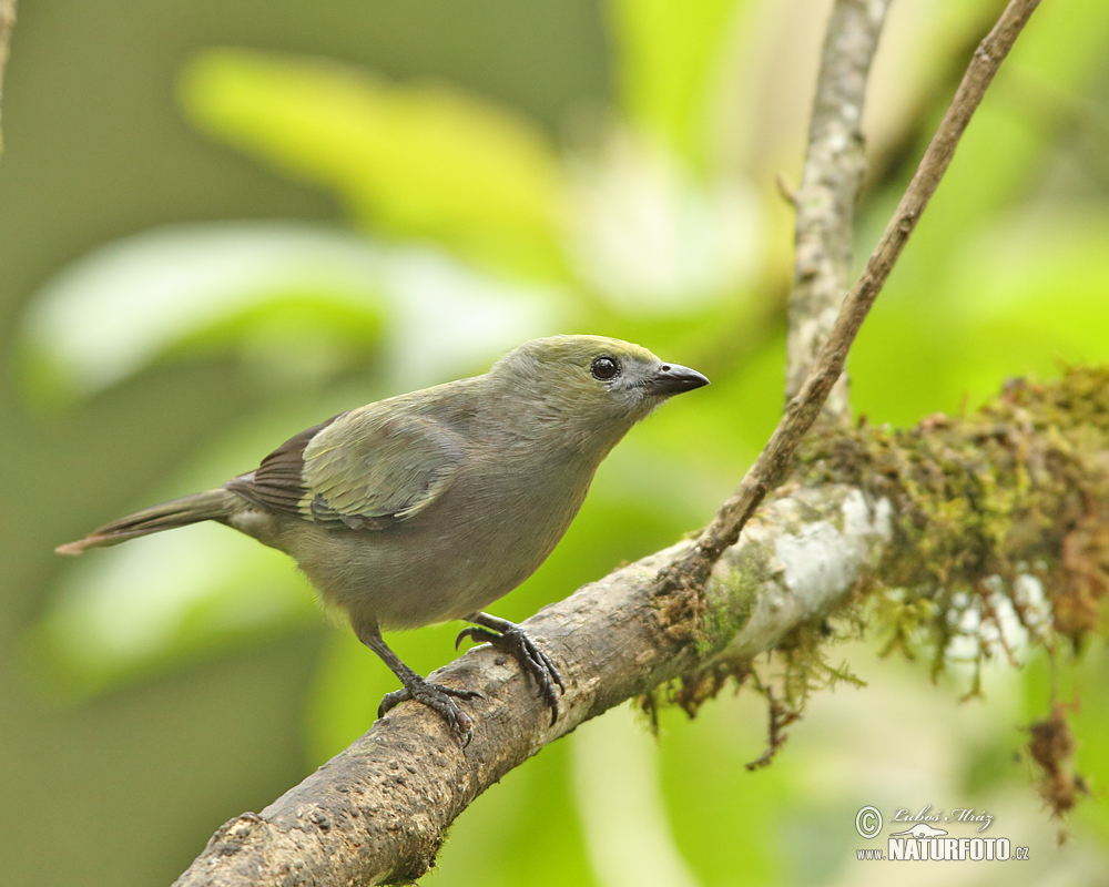 Tangara palmová | Naturfoto.cz