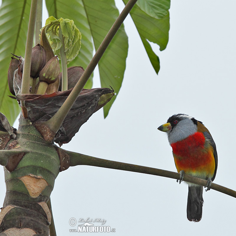 Vousák tukaní | Naturfoto.cz