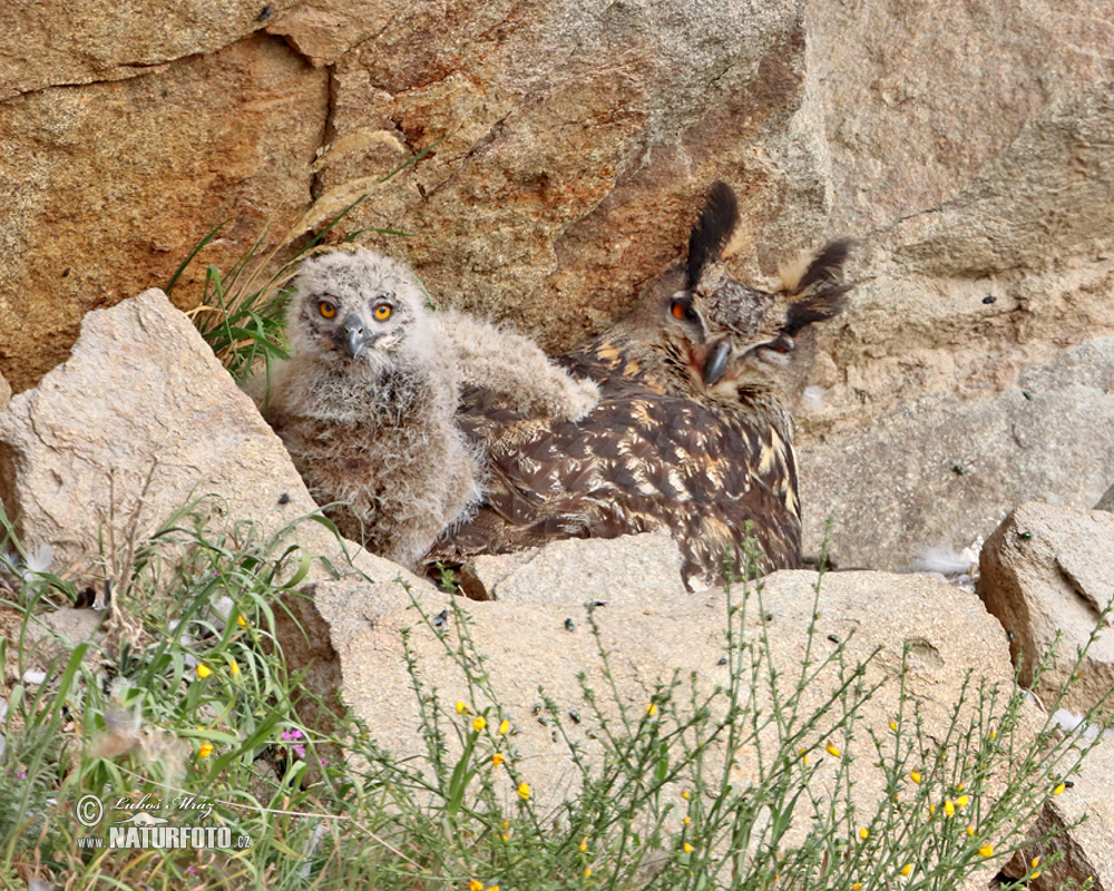Výr velký | Naturfoto.cz