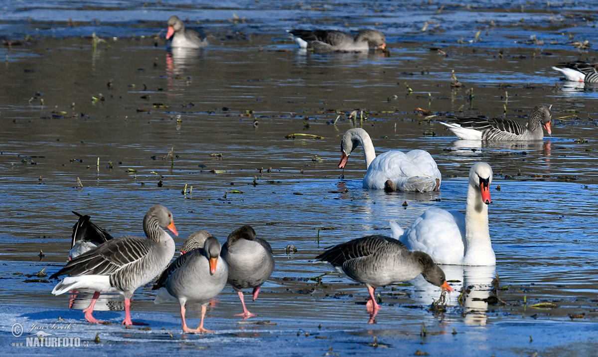 Husa velká, labuť velká | Naturfoto.cz