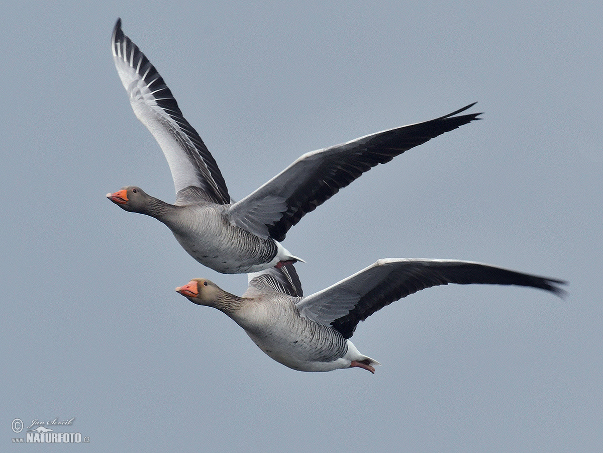 Husa velká | Naturfoto.cz