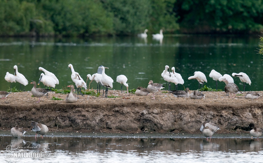 Kolpík bílý | Naturfoto.cz
