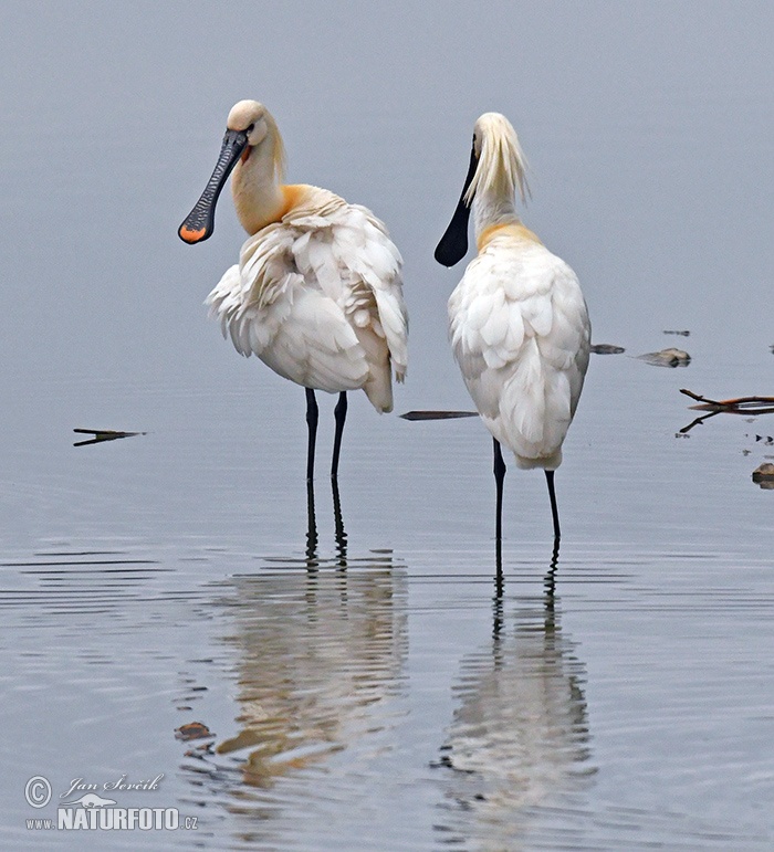 Kolpík bílý | Naturfoto.cz