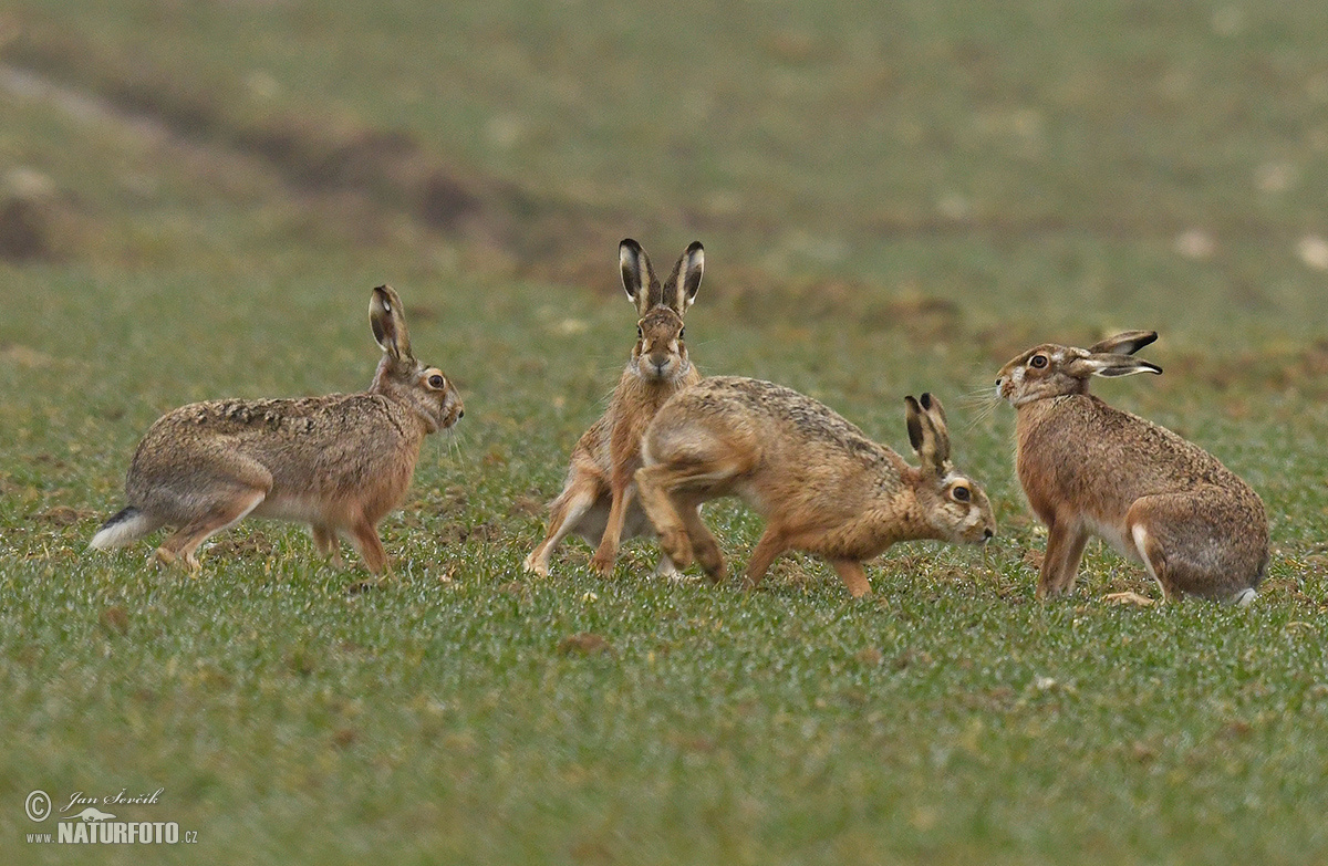 Zajíc polní | Naturfoto.cz